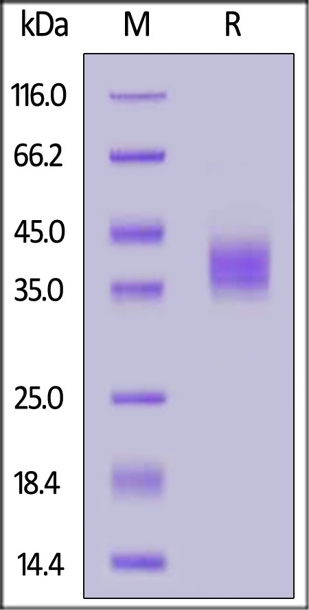 Coagulation Factor III / Tissue Factor Recombinant Protein - Cat. No.11 ...