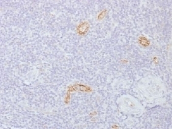 Connexin 32 Antibody [GJB1/1753] - Cat. No. 33-671 | ProSci