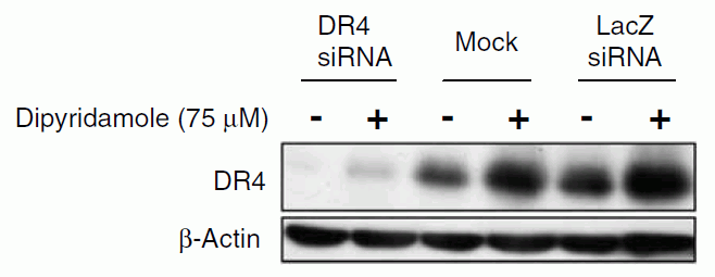 DR4 Antibody - Cat. No. 1167 | ProSci