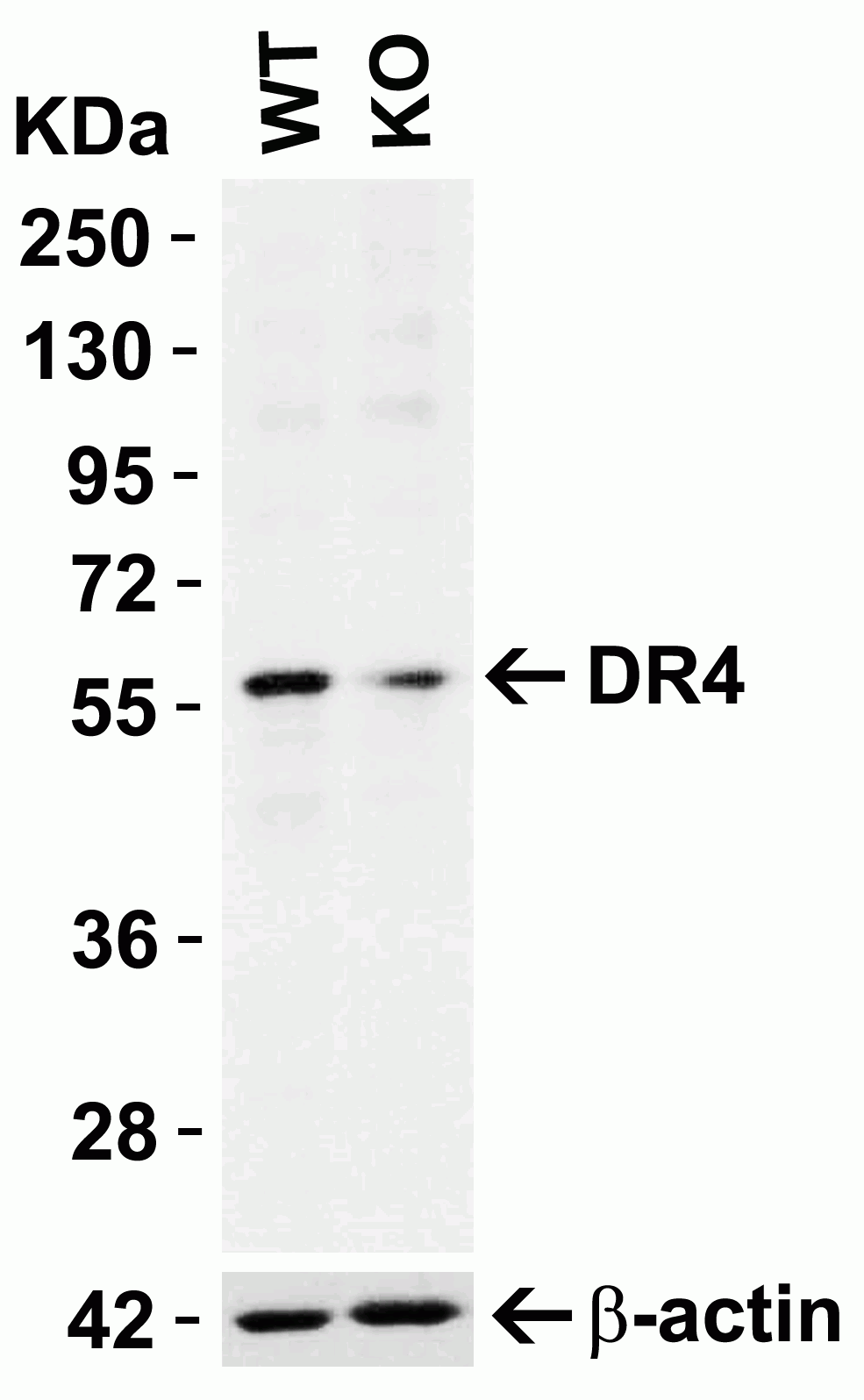 DR4 Antibody - Cat. No. 1167 | ProSci