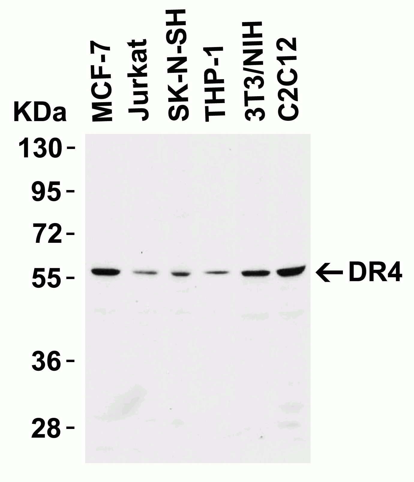 DR4 Antibody - Cat. No. 1167 | ProSci