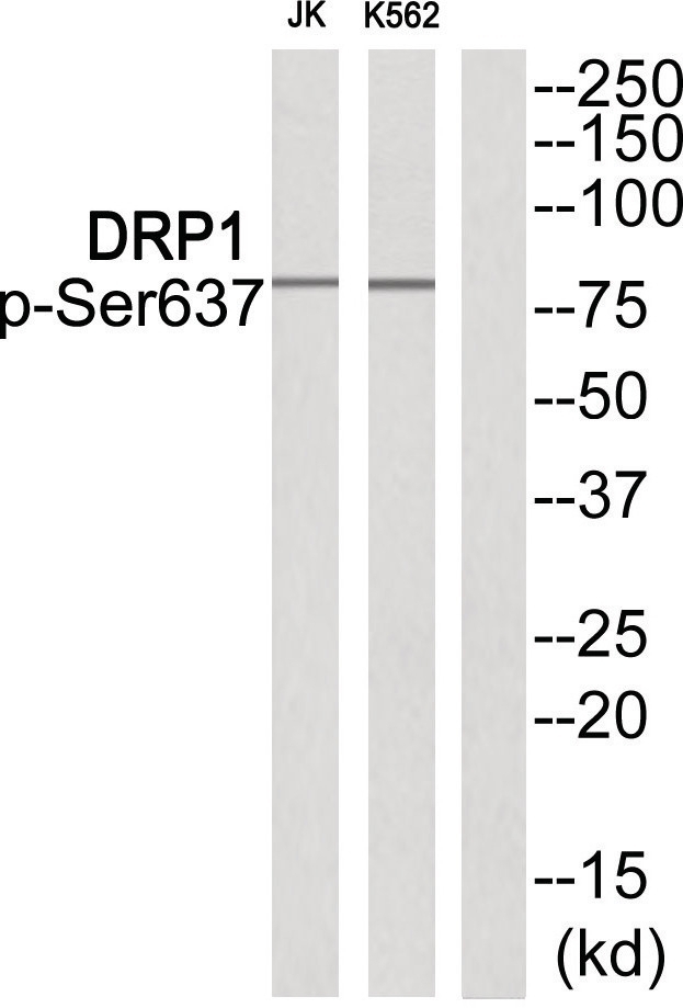 DRP1 (phospho Ser637) Antibody - Cat. No. 79-951 | ProSci