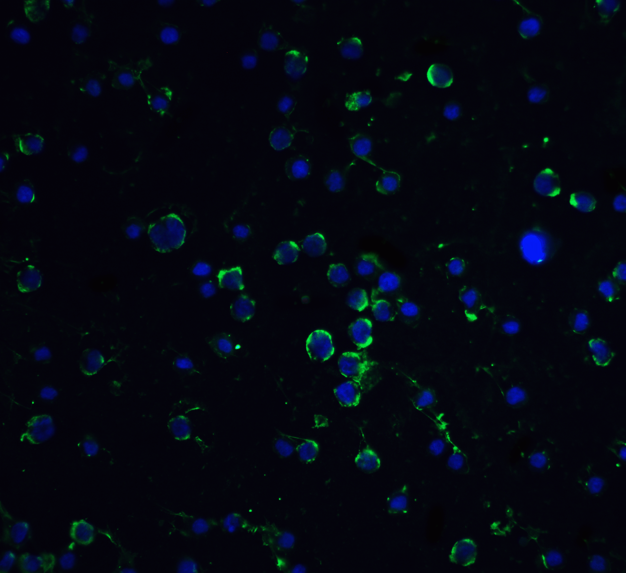 Daxx Antibody - Cat. No. 1163 | ProSci