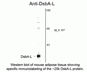 DsbA-L (Disulfide-bond-A oxidoreductase-like protein) Antibody - Cat ...