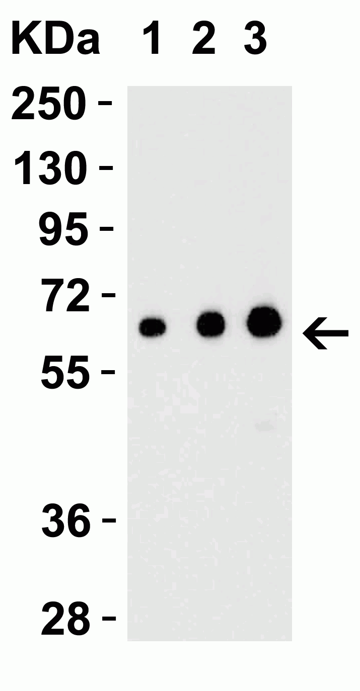 EBI3 Antibody - Cat. No. 4977 | ProSci
