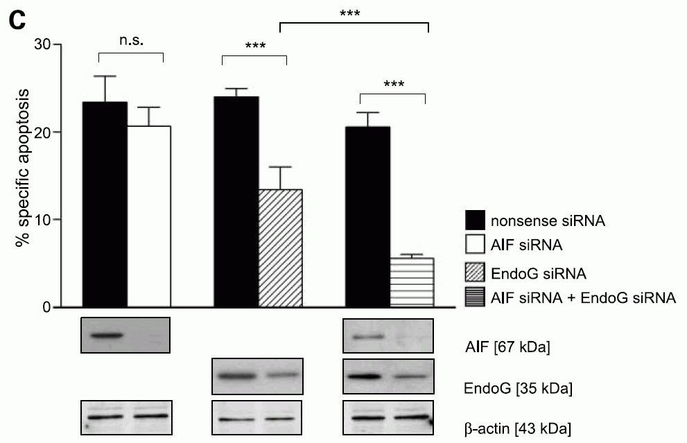 EndoG Antibody - Cat. No. 3035 | ProSci