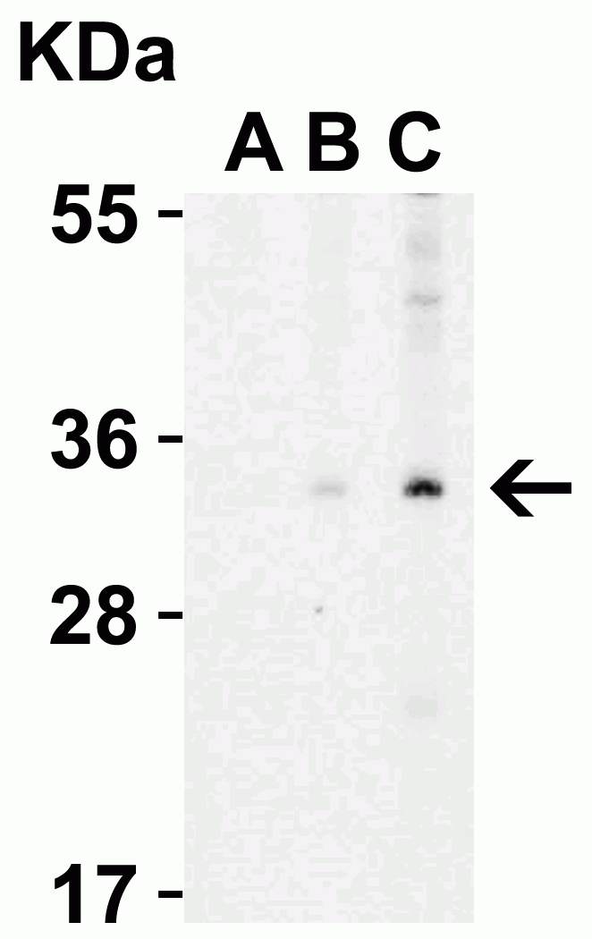 EndoG Antibody - Cat. No. 3035 | ProSci