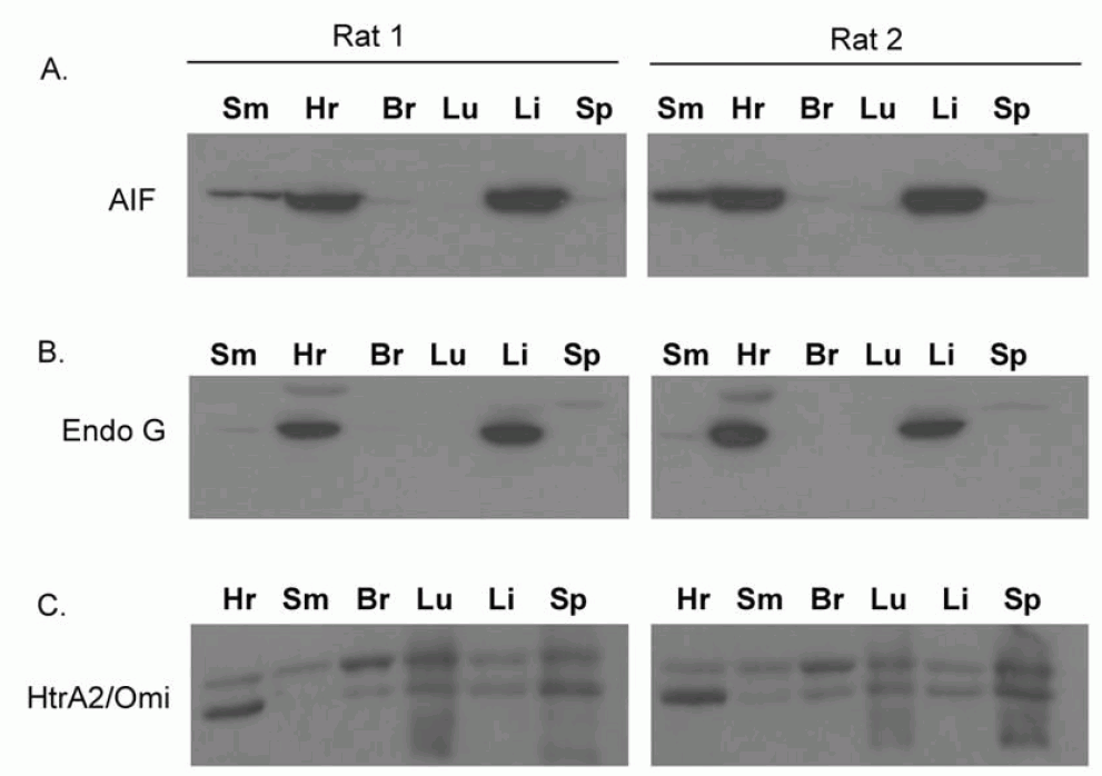 EndoG Antibody - Cat. No. 3035 | ProSci