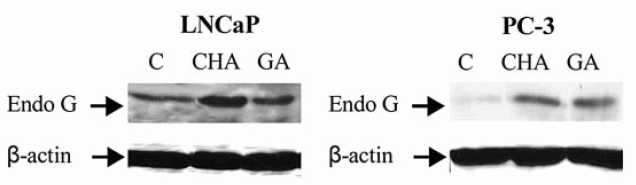 EndoG Antibody - Cat. No. 3035 | ProSci