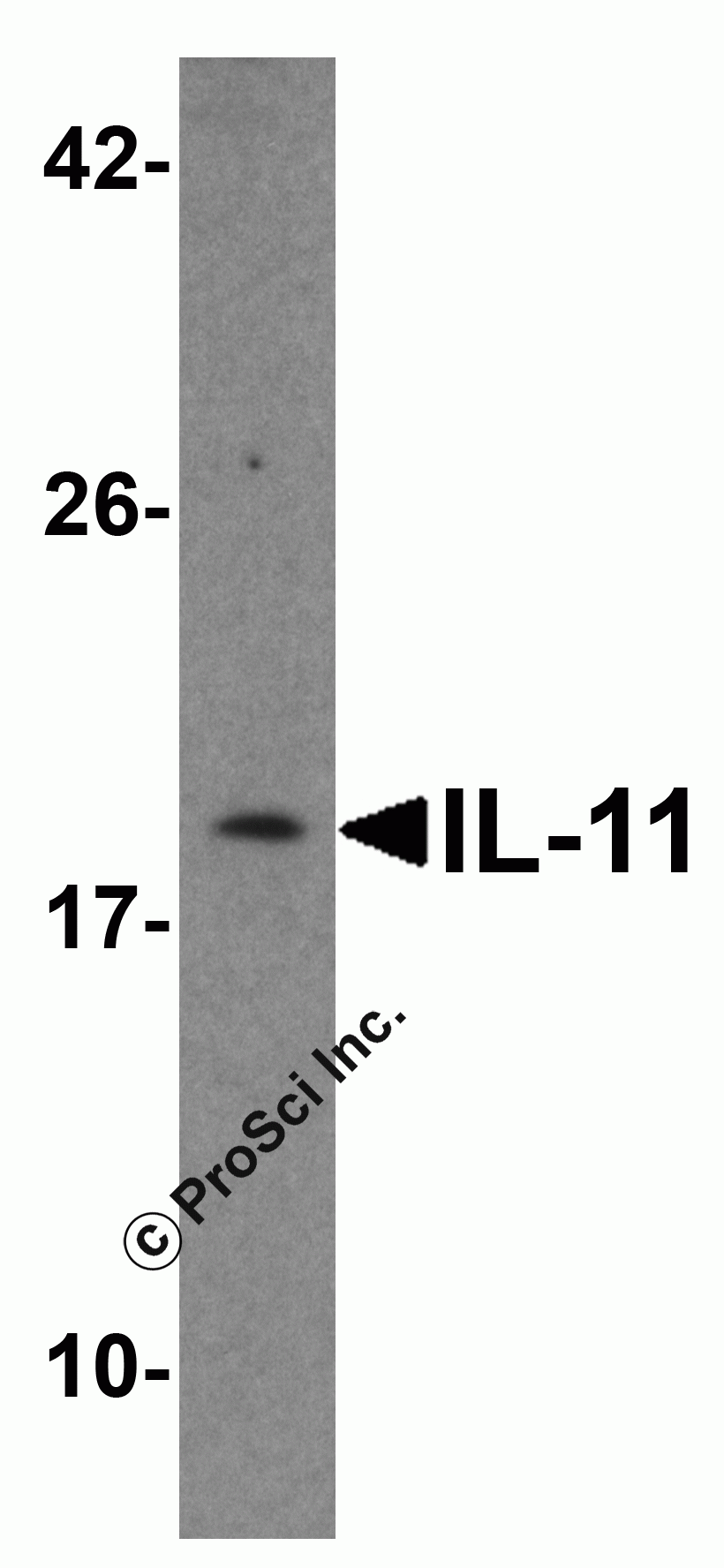 IL-11 Antibody - Cat. No. 8453 | ProSci
