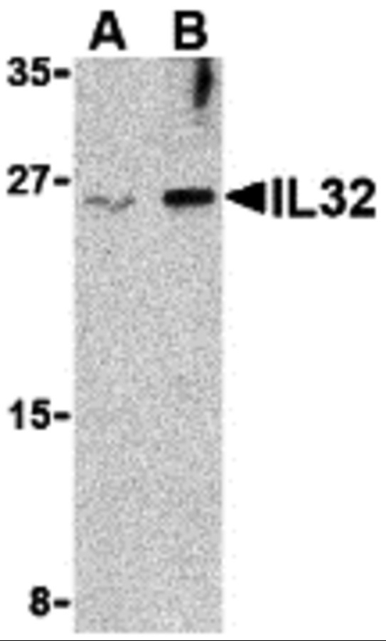 IL-32 Antibody - Cat. No. 3751 | ProSci