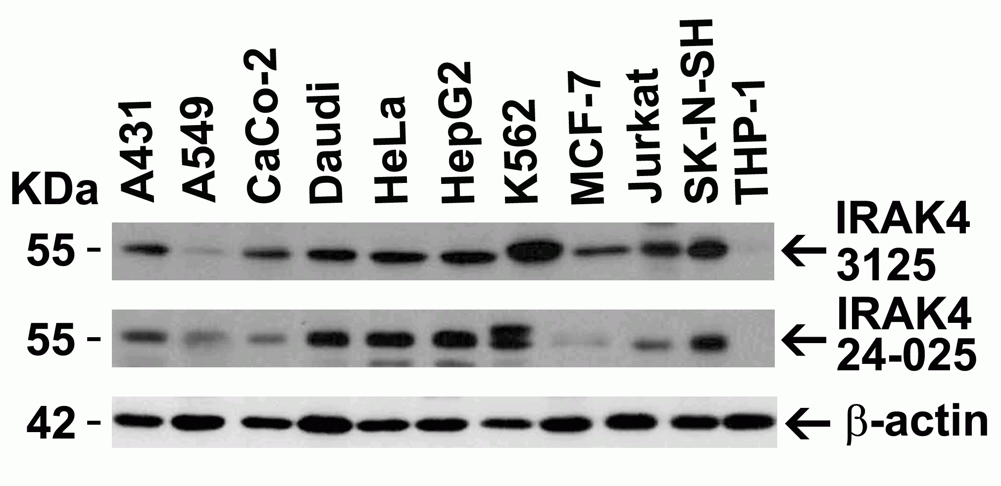 IRAK-4 Antibody - Cat. No. 3125 | ProSci