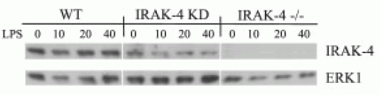 IRAK-4 Antibody - Cat. No. 3125 | ProSci