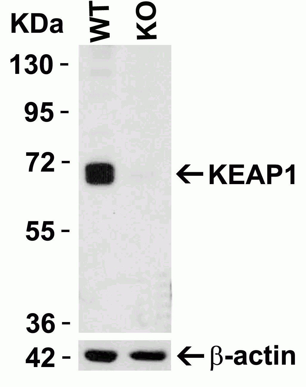 KEAP1 Antibody - Cat. No. 7045 | ProSci
