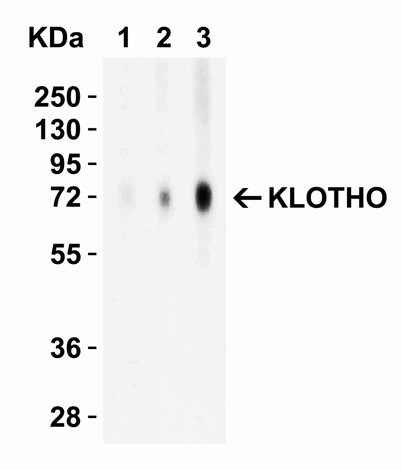 KLOTHO Antibody - Cat. No. 6107 | ProSci