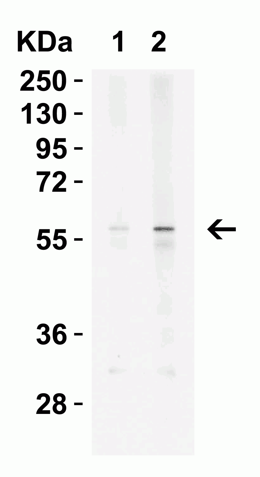 KREMEN2 Antibody - Cat. No. 7263 | ProSci