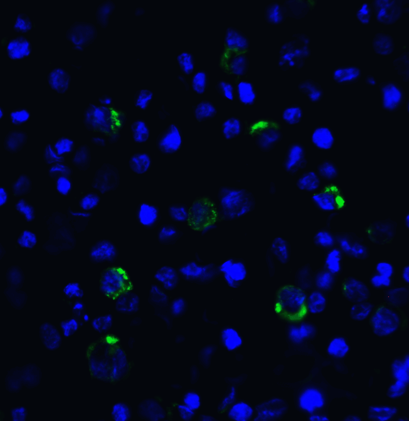 LAG-3 Antibody [1A8] - Cat. No.SD8843 | ProSci