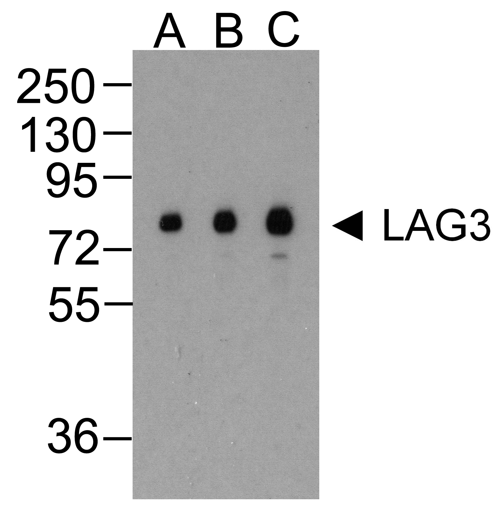 LAG3 Antibody [2G8] - Cat. No. RF16082 | ProSci