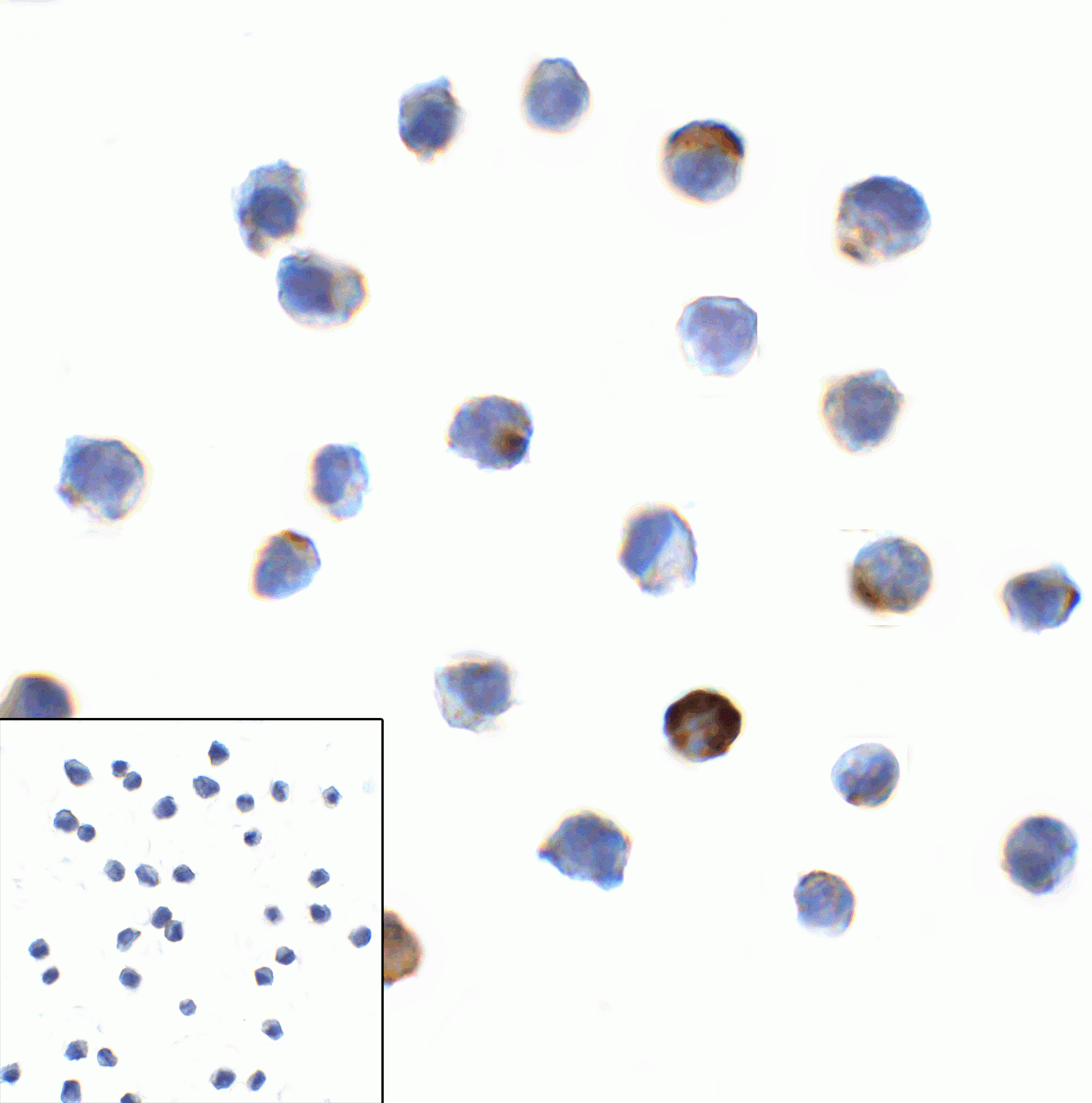 LAG3 Antibody [6B12] - Cat. No. RF16086 | ProSci