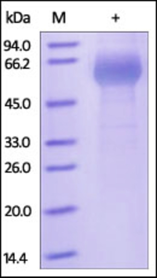 LILRB4 Recombinant Protein - Cat. No. 96-518 | ProSci