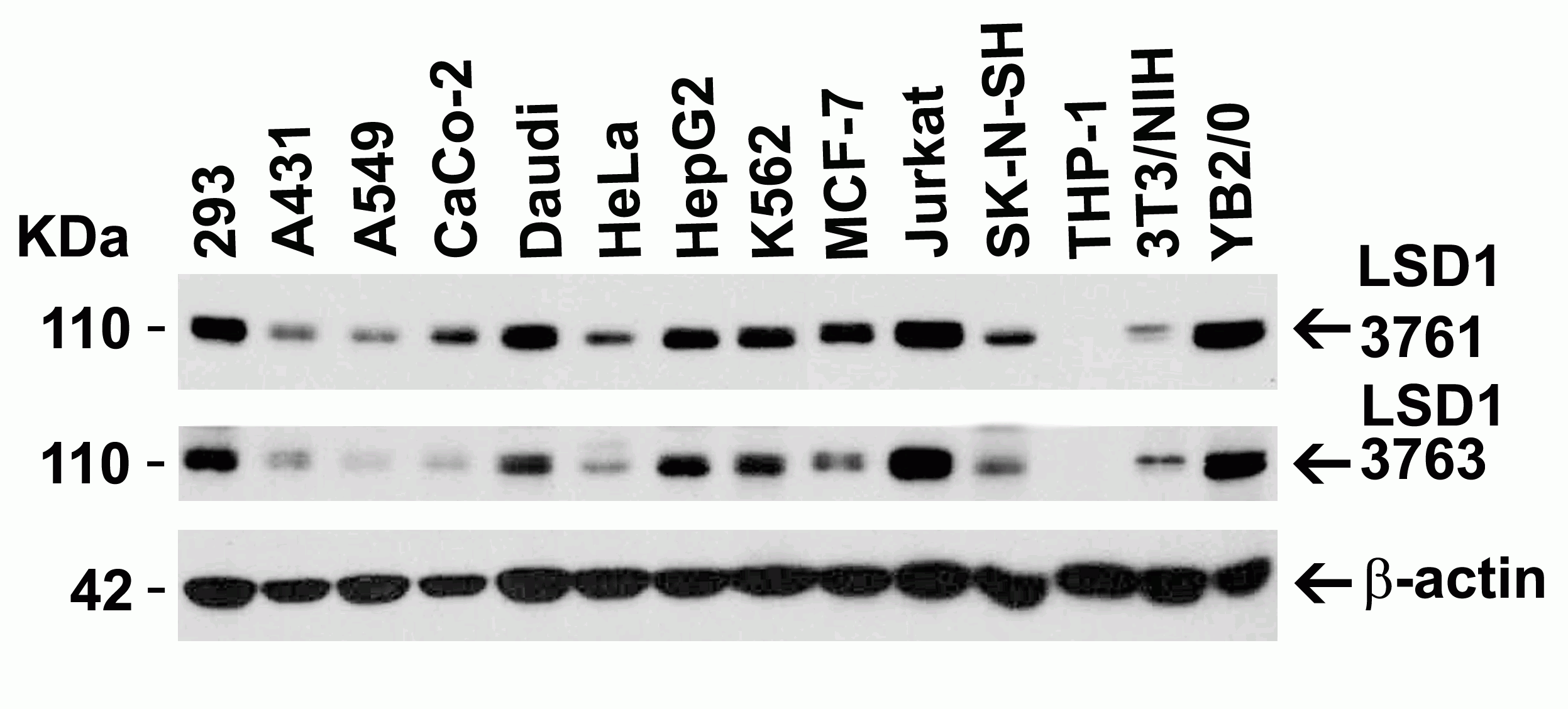 LSD1 Antibody - Cat. No. 3763 | ProSci
