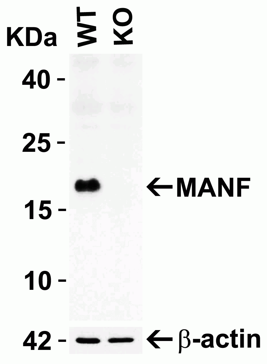 MANF Antibody - Cat. No. 4347 | ProSci
