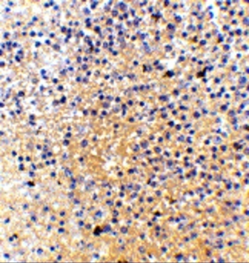 MD-1 Antibody - Cat. No. 3851 | ProSci