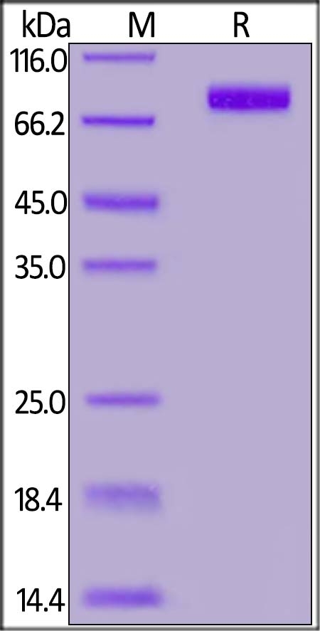 MICA Recombinant Protein - Cat. No.11-199 | ProSci