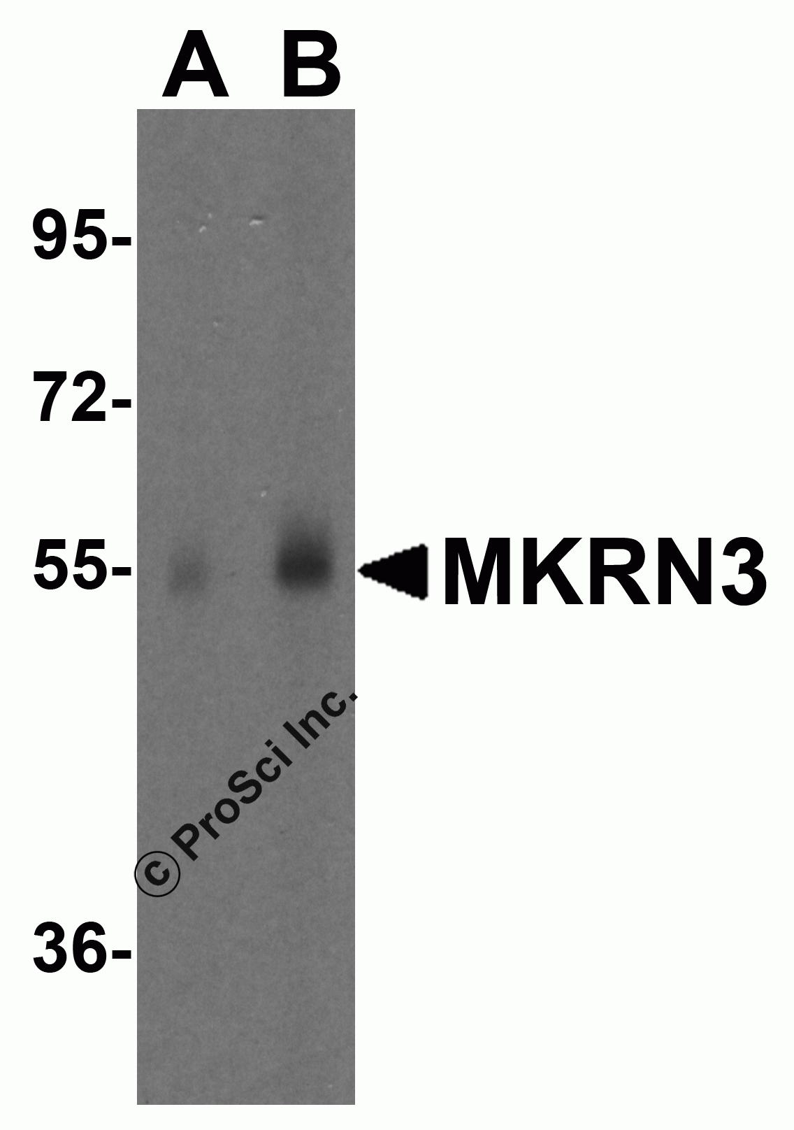 MKRN3 Antibody - Cat. No. 8145 | ProSci