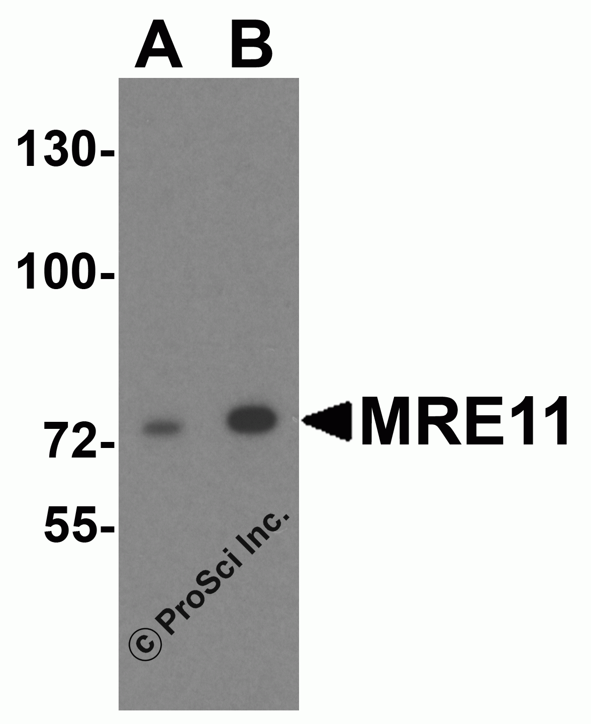 MRE11 Antibody - Cat. No. 5547 | ProSci