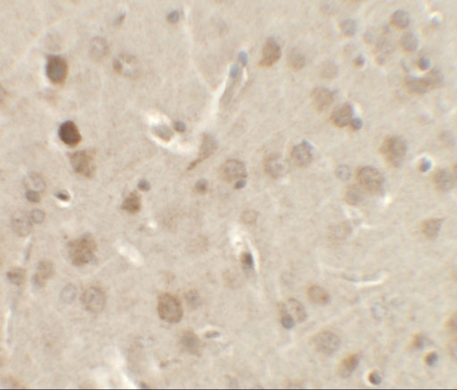 NELF Antibody - Cat. No. 7225 | ProSci