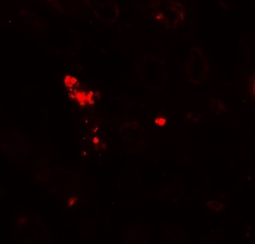 NOX3 Antibody - Cat. No. 7925 | ProSci