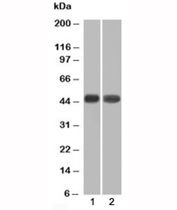 Napsin A Antibody [NAPSA/1239] - Cat. No. 33-498 | ProSci