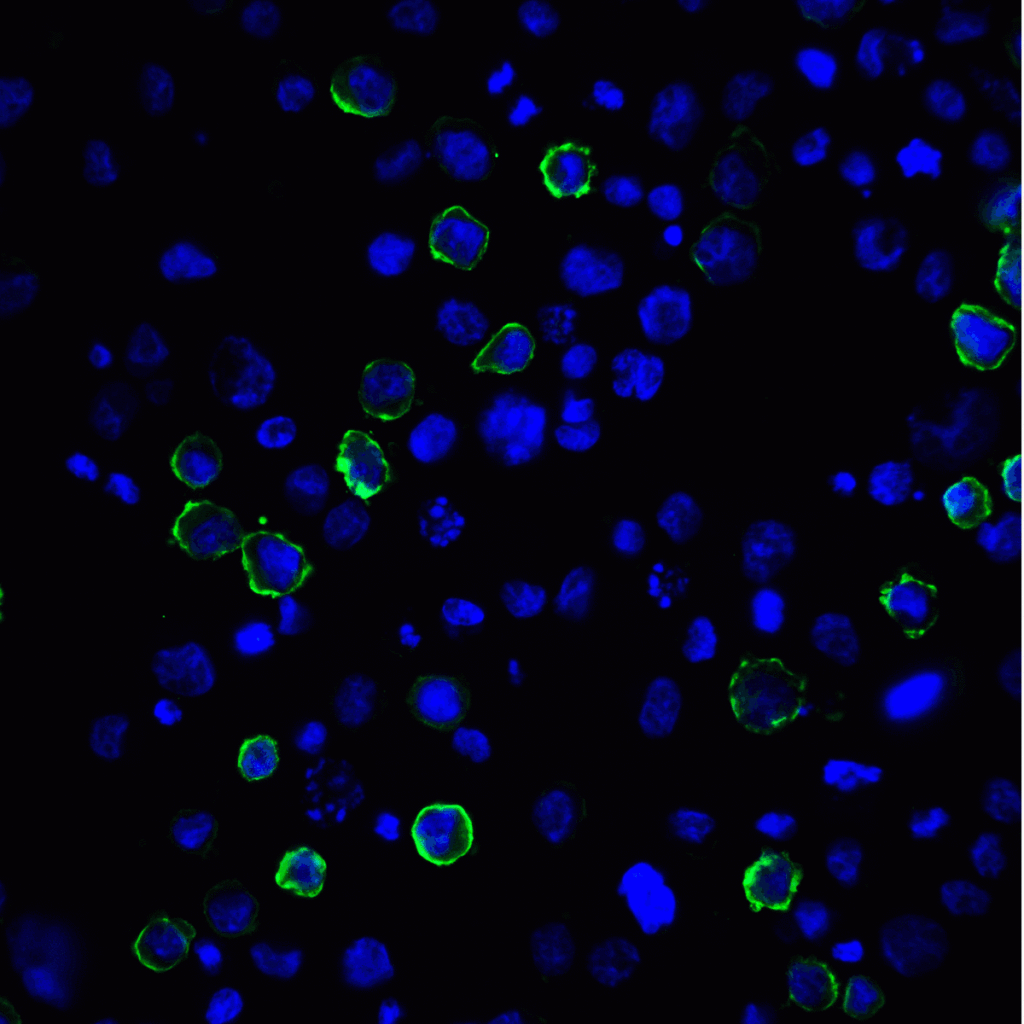 PD-L2 Antibody [4E10] - Cat. No. RF16021 | ProSci