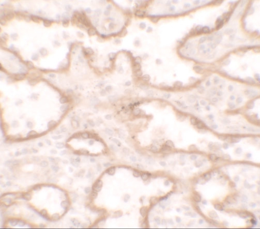 PTRF Antibody - Cat. No. 7267 | ProSci