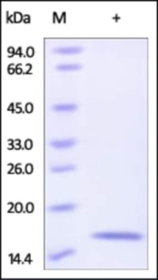 REG4 Recombinant Protein - Cat. No. 96-644 | ProSci