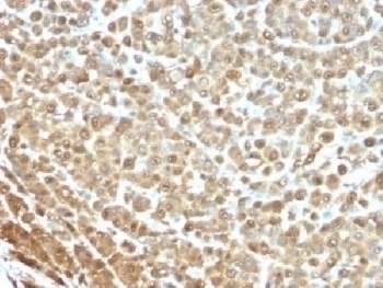 S100A Antibody [S1-61] - Cat. No. 33-750 | ProSci