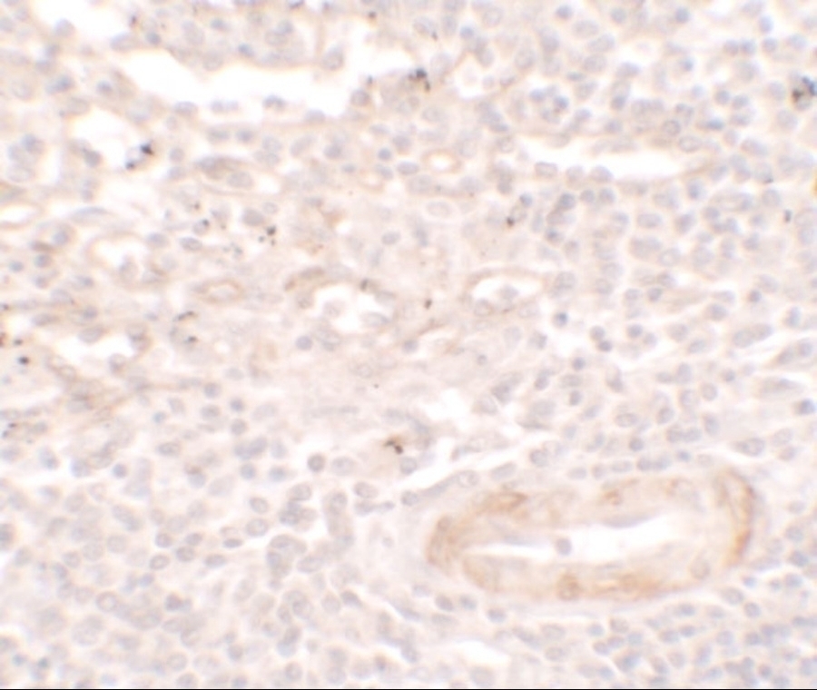 SDPR Antibody - Cat. No. 7265 | ProSci