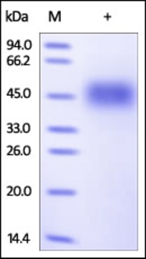SLAMF 4 Recombinant Protein - Cat. No. 96-001 | ProSci