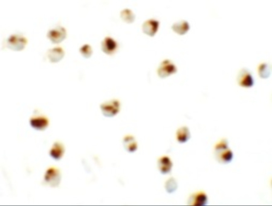 SLAMF3 Antibody - Cat. No. 6251 | ProSci