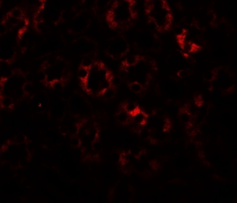 SLC1A7 Antibody - Cat. No. 8083 | ProSci