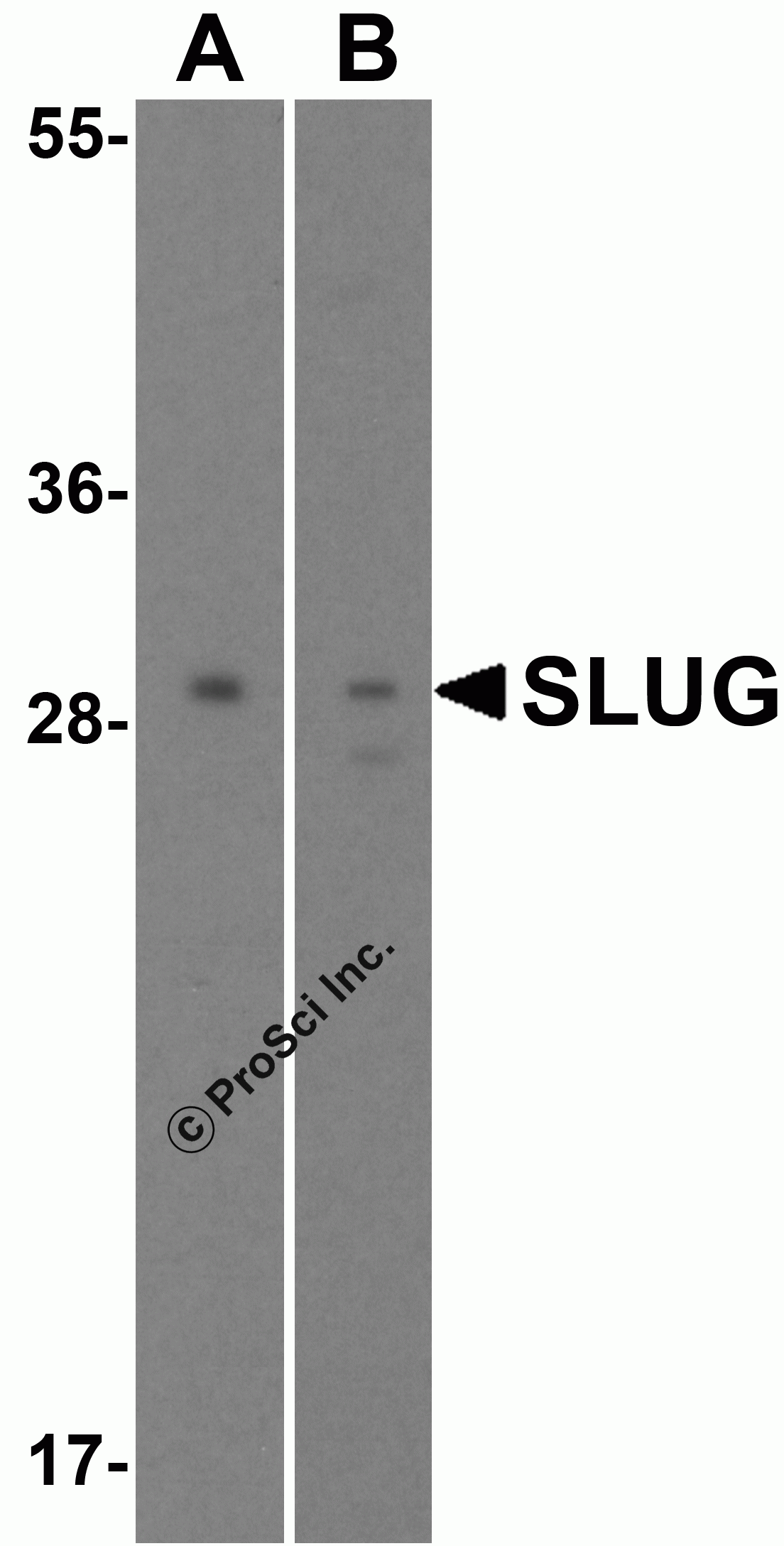 Slug Antibody - Cat. No. 3959 | ProSci