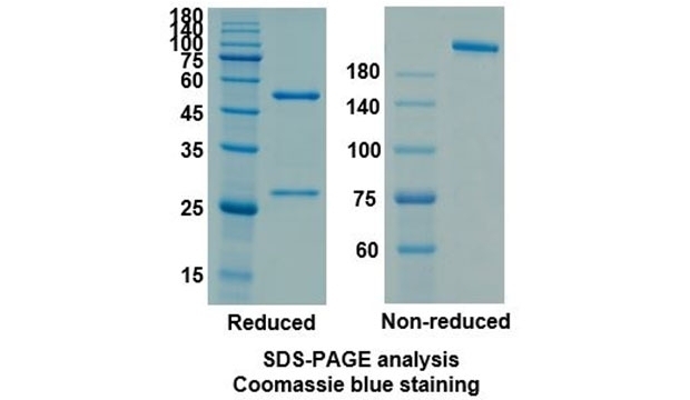 Siltuximab (IL6) Antibody, Monoclonal - Cat. No.10-313 | ProSci