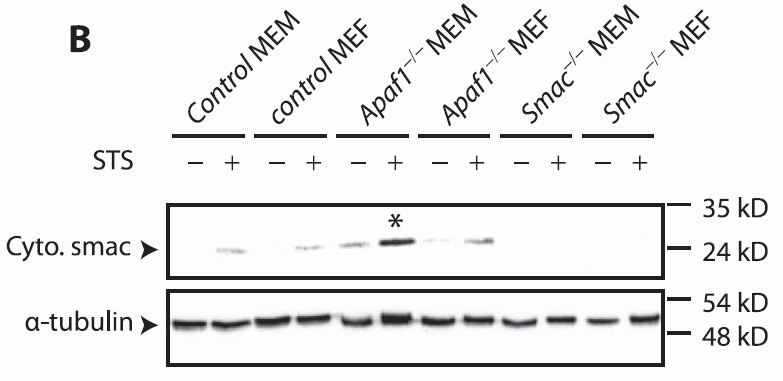 Smac Antibody - Cat. No. 2411 | ProSci