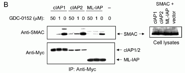 Smac Antibody - Cat. No. 2411 | ProSci