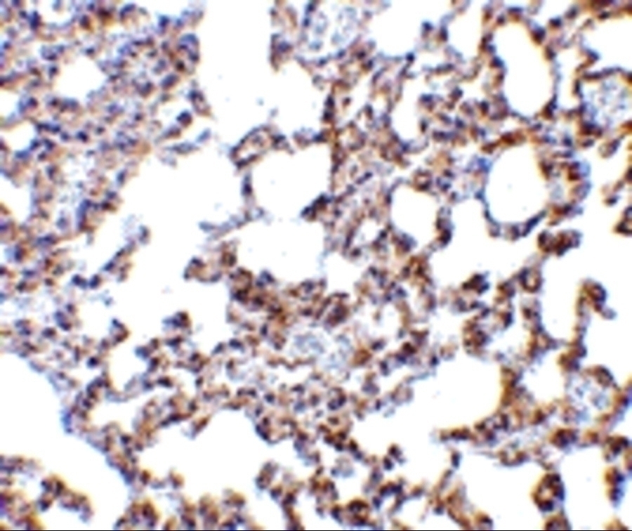 SnoN Antibody - Cat. No. 2255 | ProSci