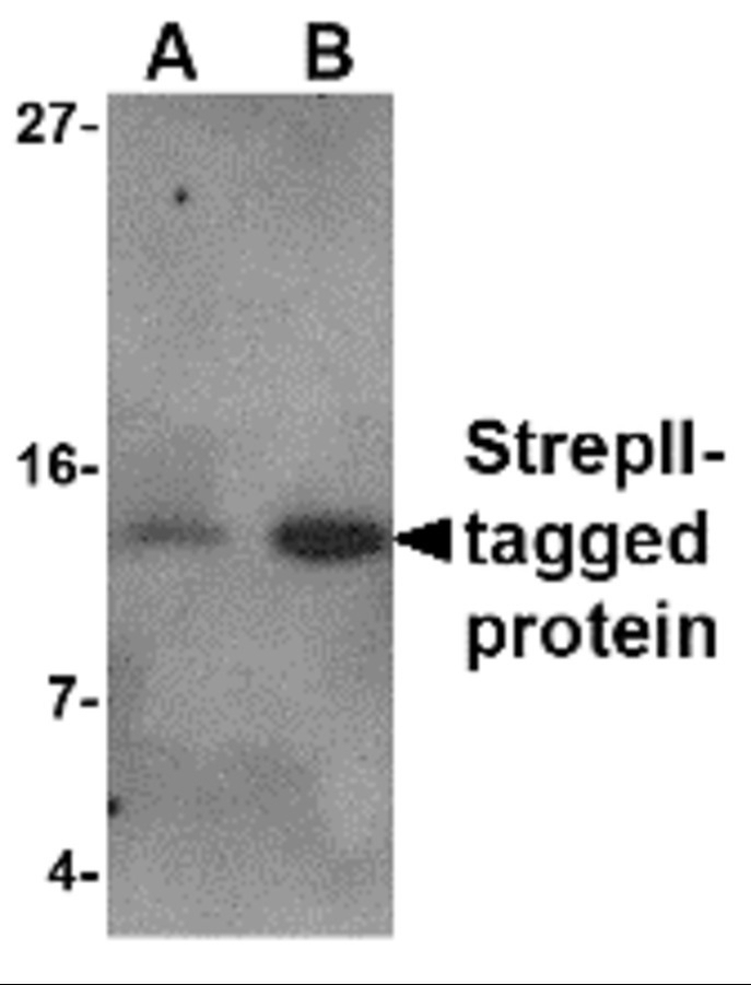 StrepII-tag Antibody - Cat. No. 4335 | ProSci