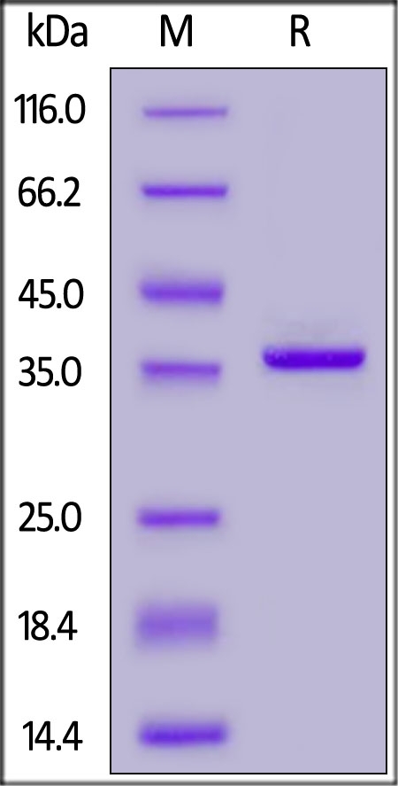 Streptococcus pyogenes IdeS Recombinant Protein - Cat. No.11-129 | ProSci
