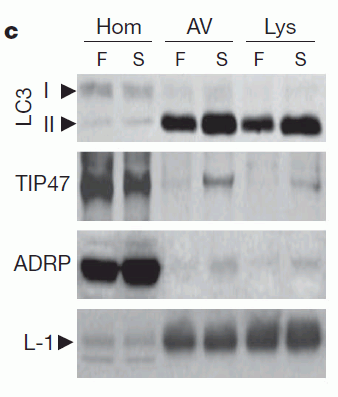 TIP47 Antibody - Cat. No. 3883 | ProSci