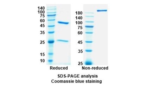 Tanezumab (IGHE) Antibody, Monoclonal - Cat. No.10-252 | ProSci